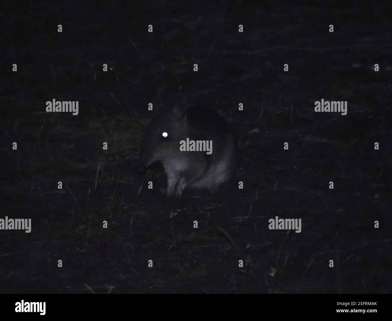 Eastern Barred Bandicoot (Perameles gunnii), Mammalia, Hobart TAS ...