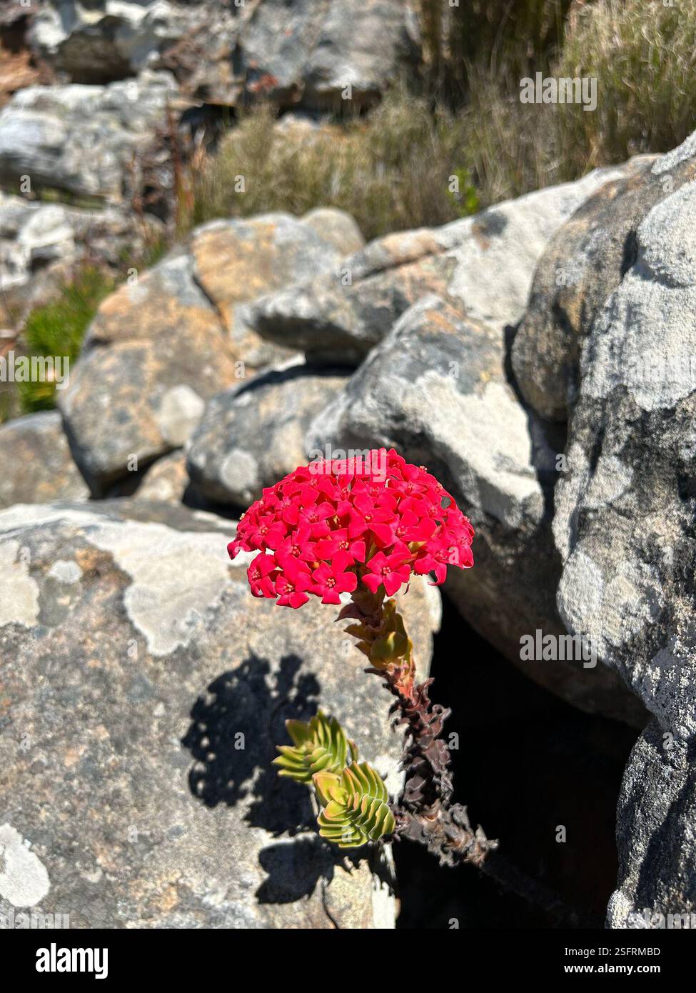 Rochea (Crassula coccinea), Plantae, Table Mountain National Park, Cape ...