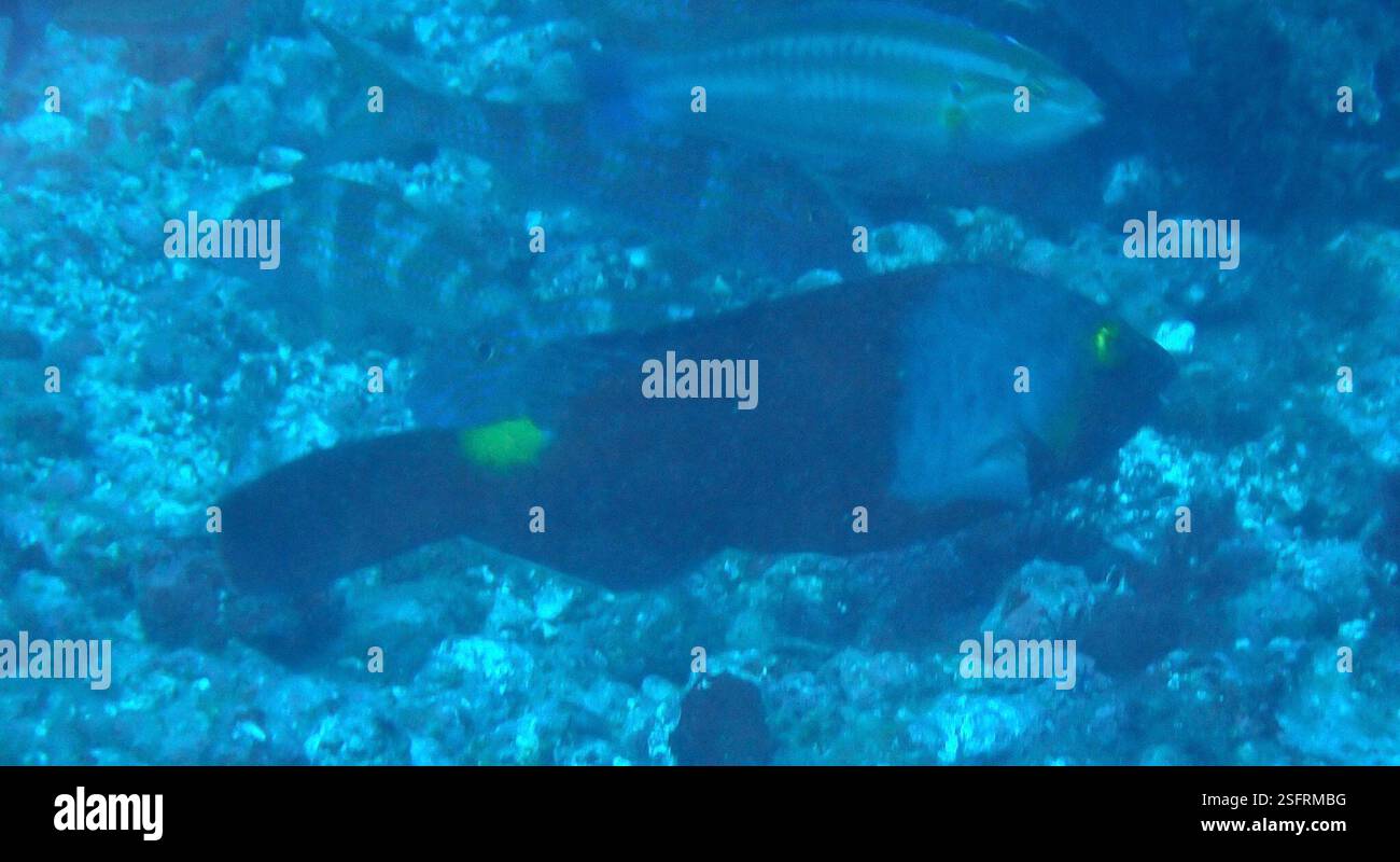 European Parrotfish (Sparisoma cretense), Actinopterygii, Baía da ...