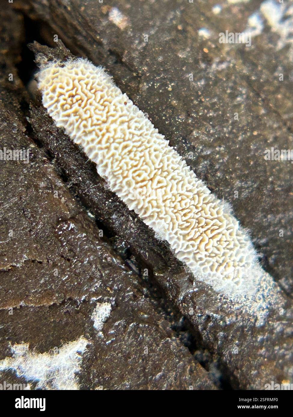 Milk-white Toothed Polypore (Irpex lacteus), Fungi, Highland Dr, Los ...