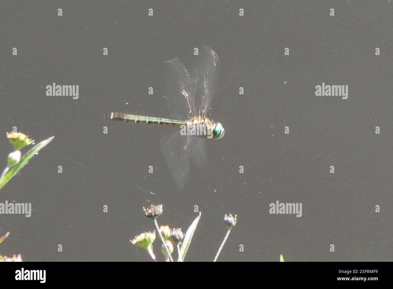 Australian Emerald Dragonfly (Hemicordulia australiae), Insecta, Mount ...