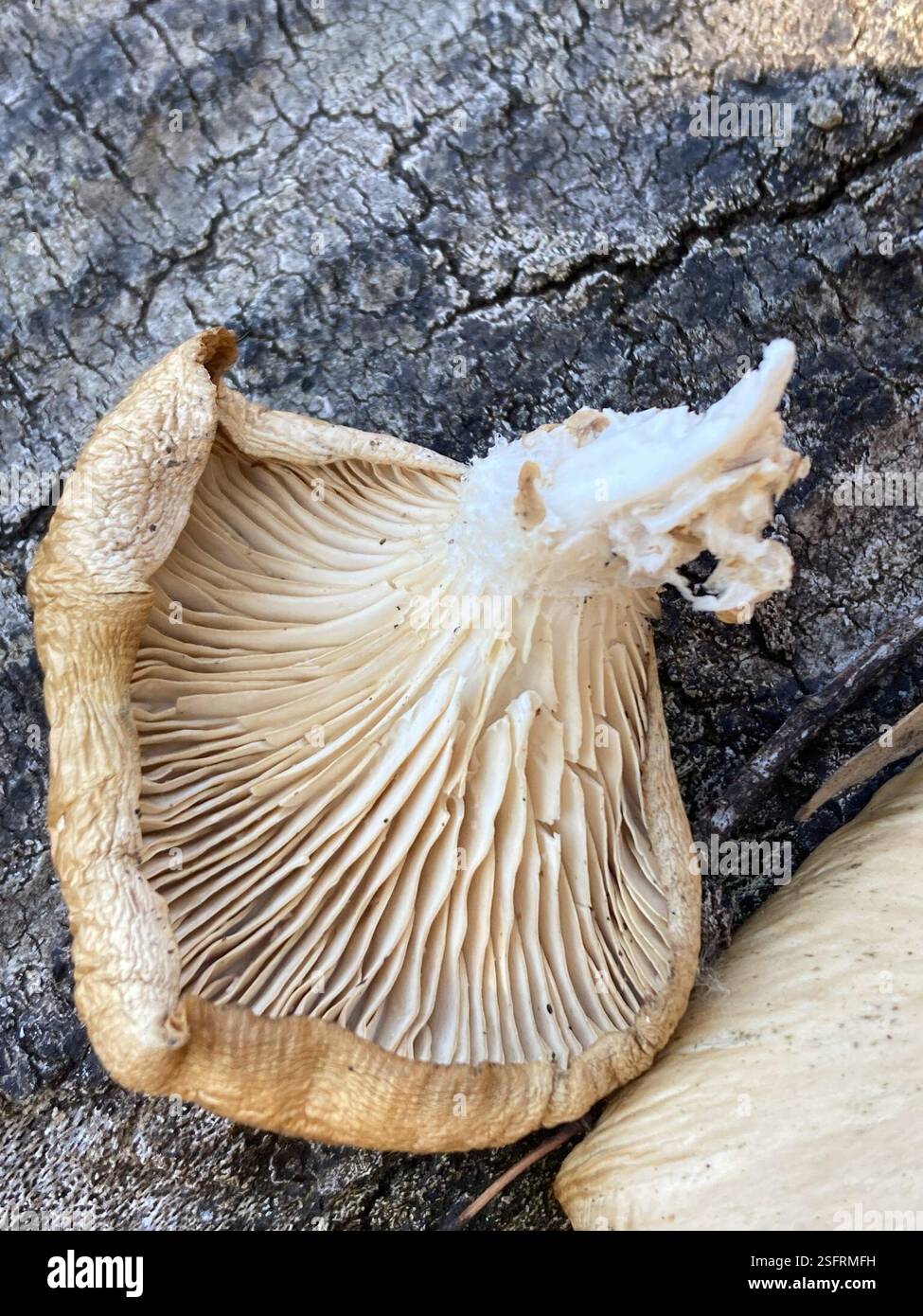 Oyster Mushroom (Pleurotus ostreatus), Fungi, I-465 E, Indianapolis, IN ...