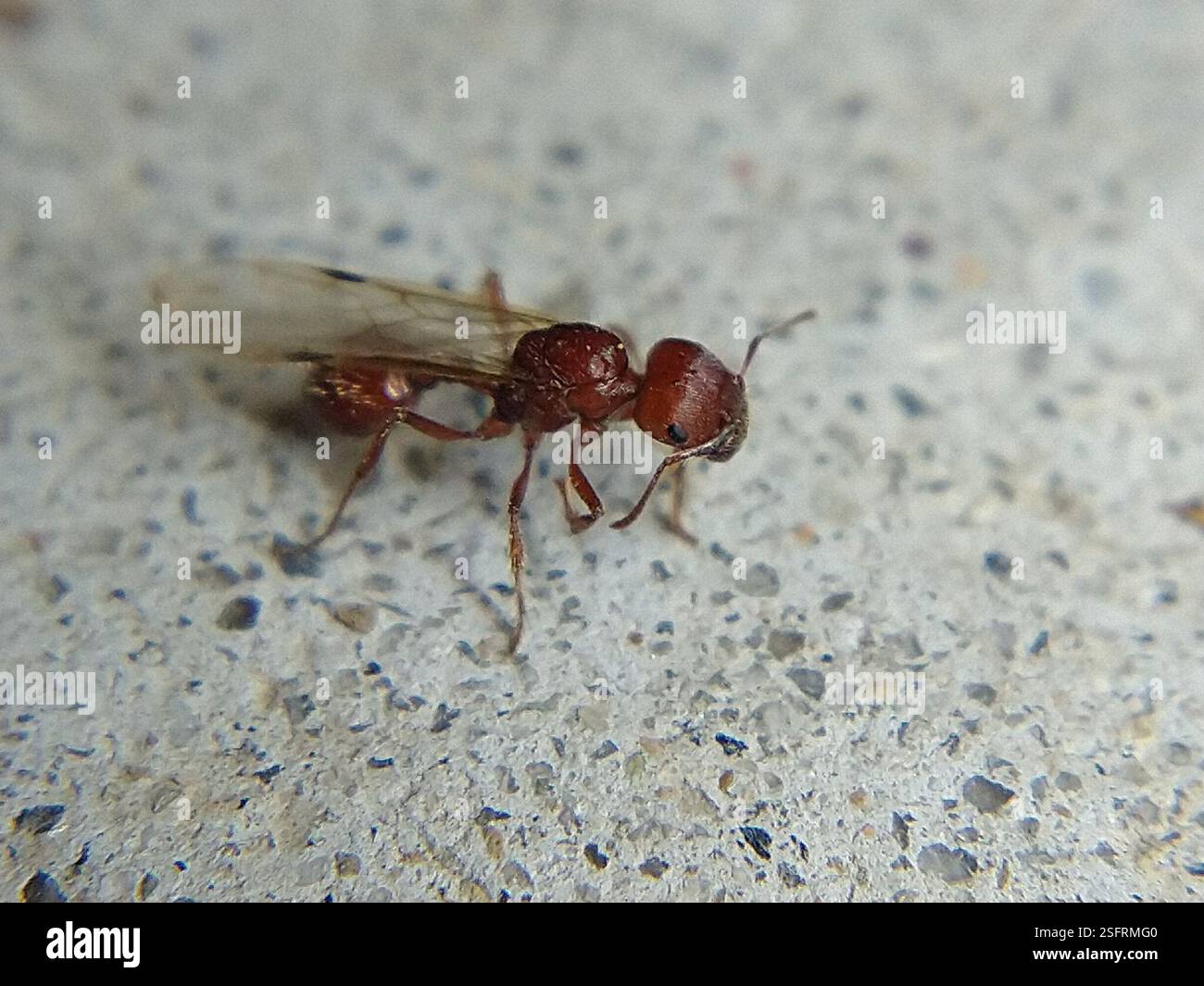 Typical American Harvester Ants (Pogonomyrmex), Insecta, California ...