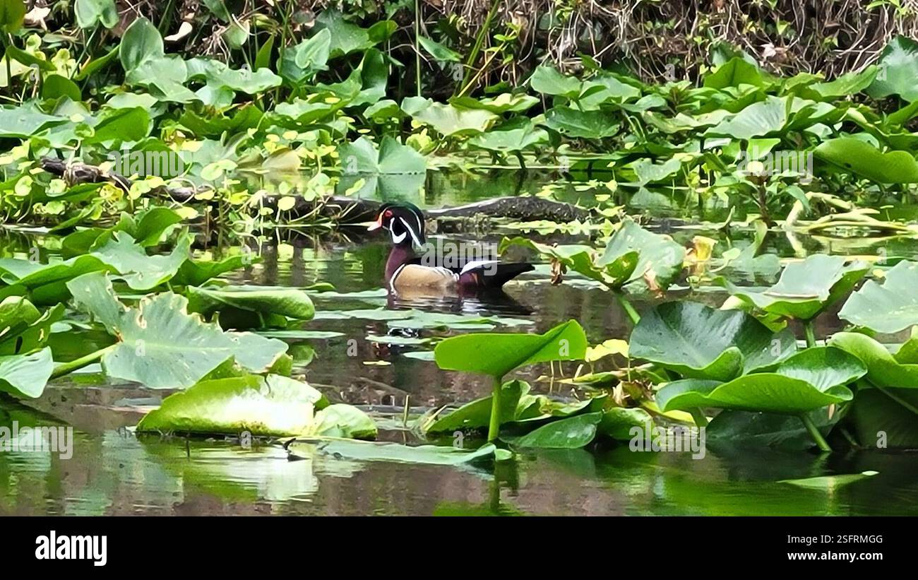 Wood Duck (Aix sponsa), Aves, Marion County, FL, USA Stock Photo - Alamy
