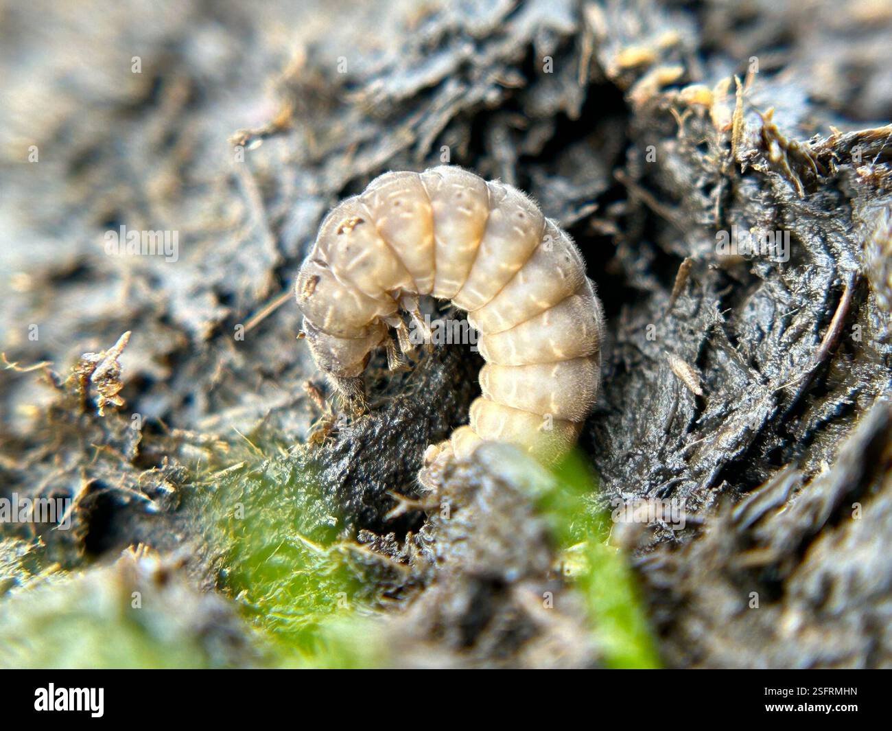Soldier Beetles (Cantharidae), Insecta, Camp San Luis Obispo, San Luis ...