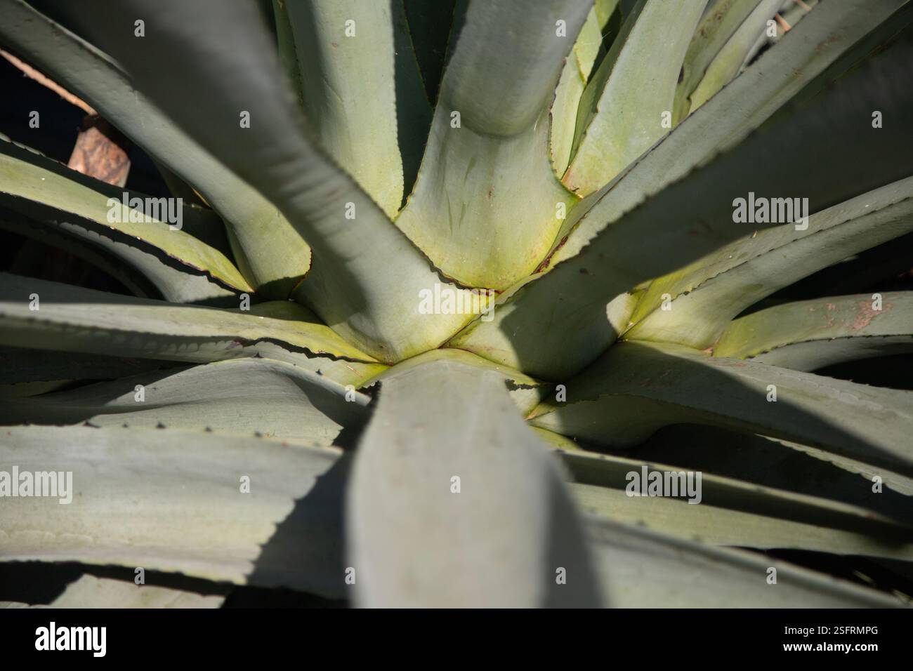 Wild maguey or agave plants on an organic plantation for the production ...