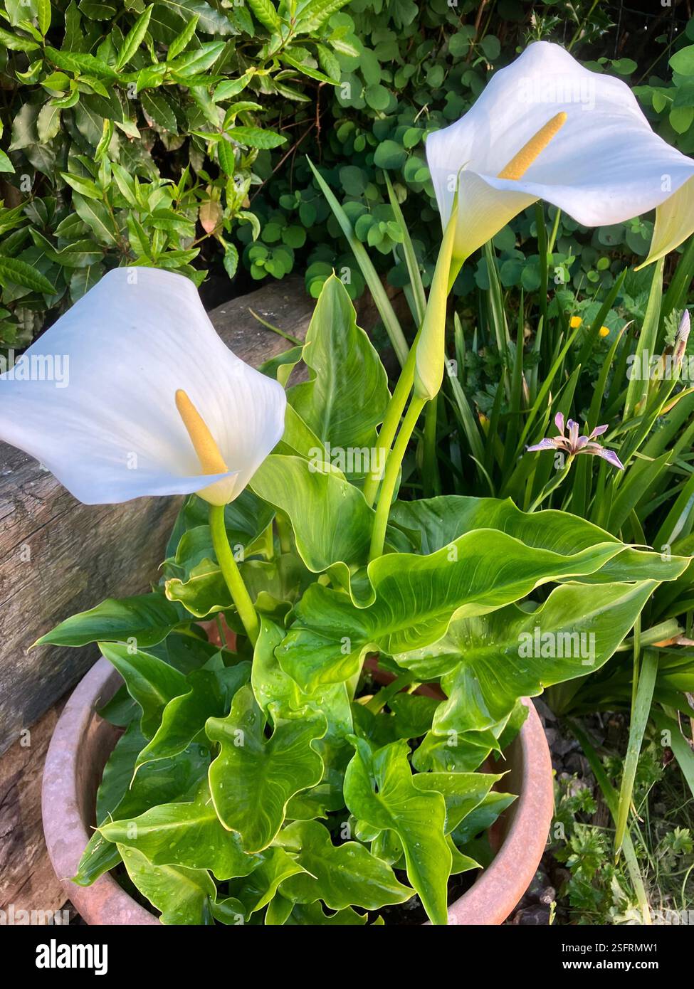 Pollinator friendly blooms hi-res stock photography and images - Alamy