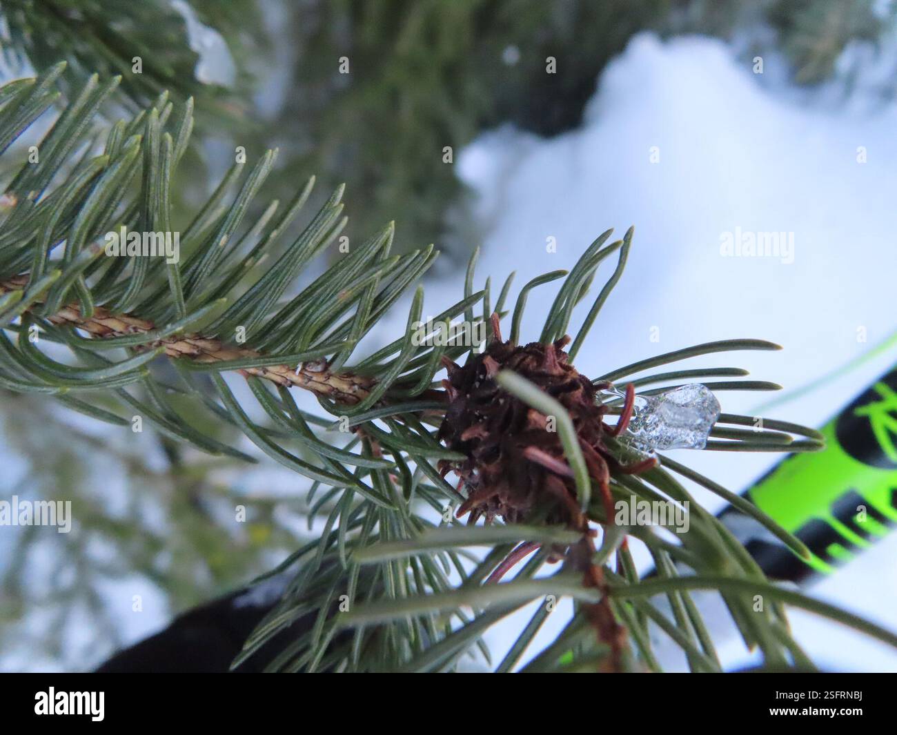 Pineapple-gall Adelgid (Adelges abietis), Insecta, Gogebic County, MI ...