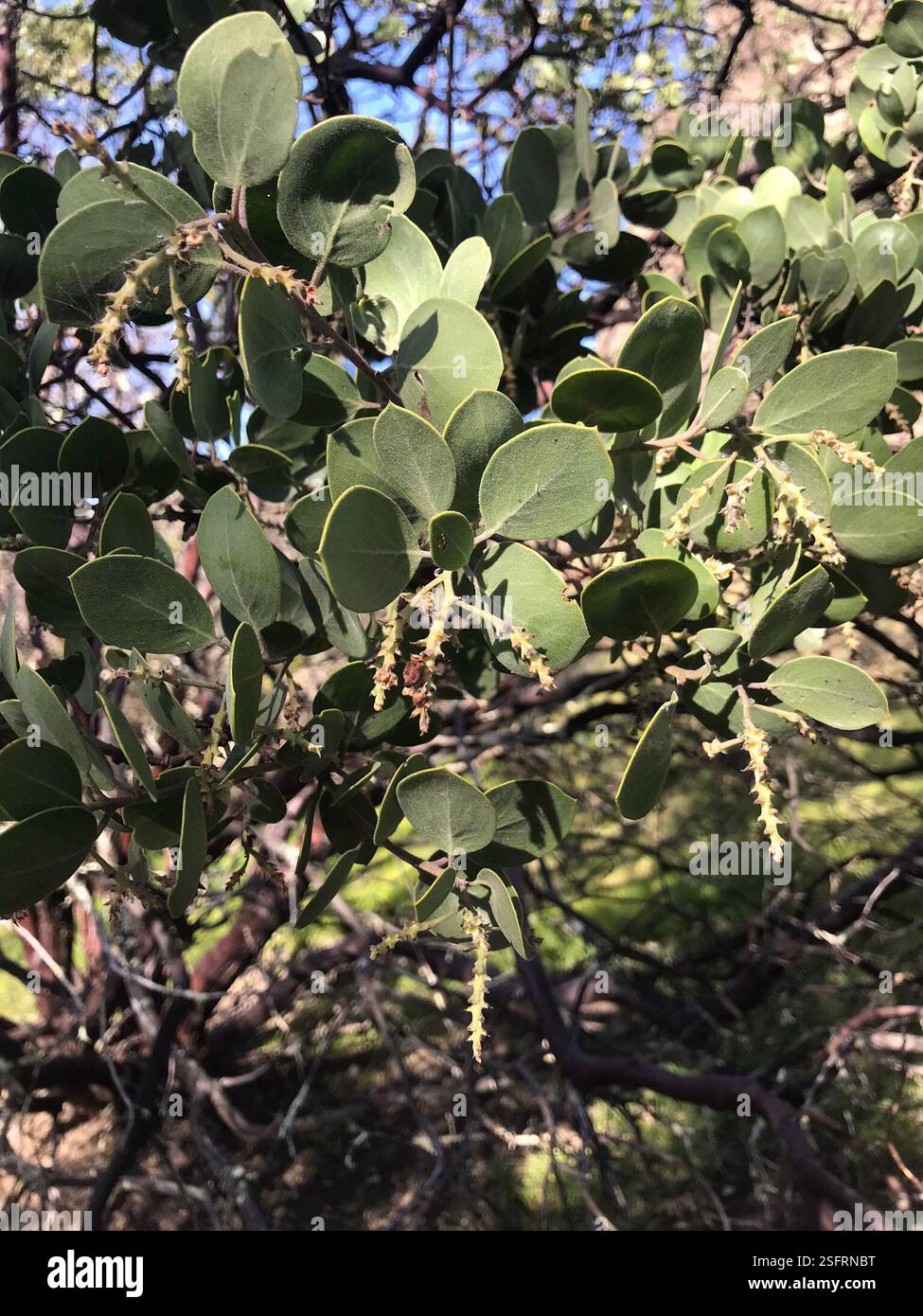 Common Manzanita (Arctostaphylos manzanita), Plantae, Swartz Canyon ...