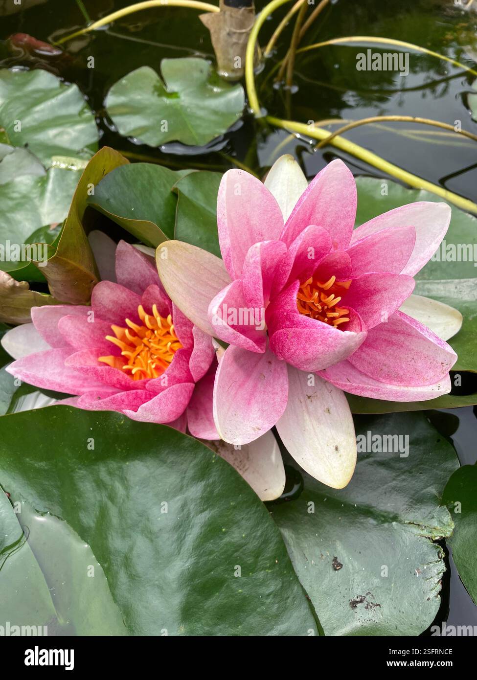 Nymphaea aquatic plant smartphone stock photos and images - Alamy