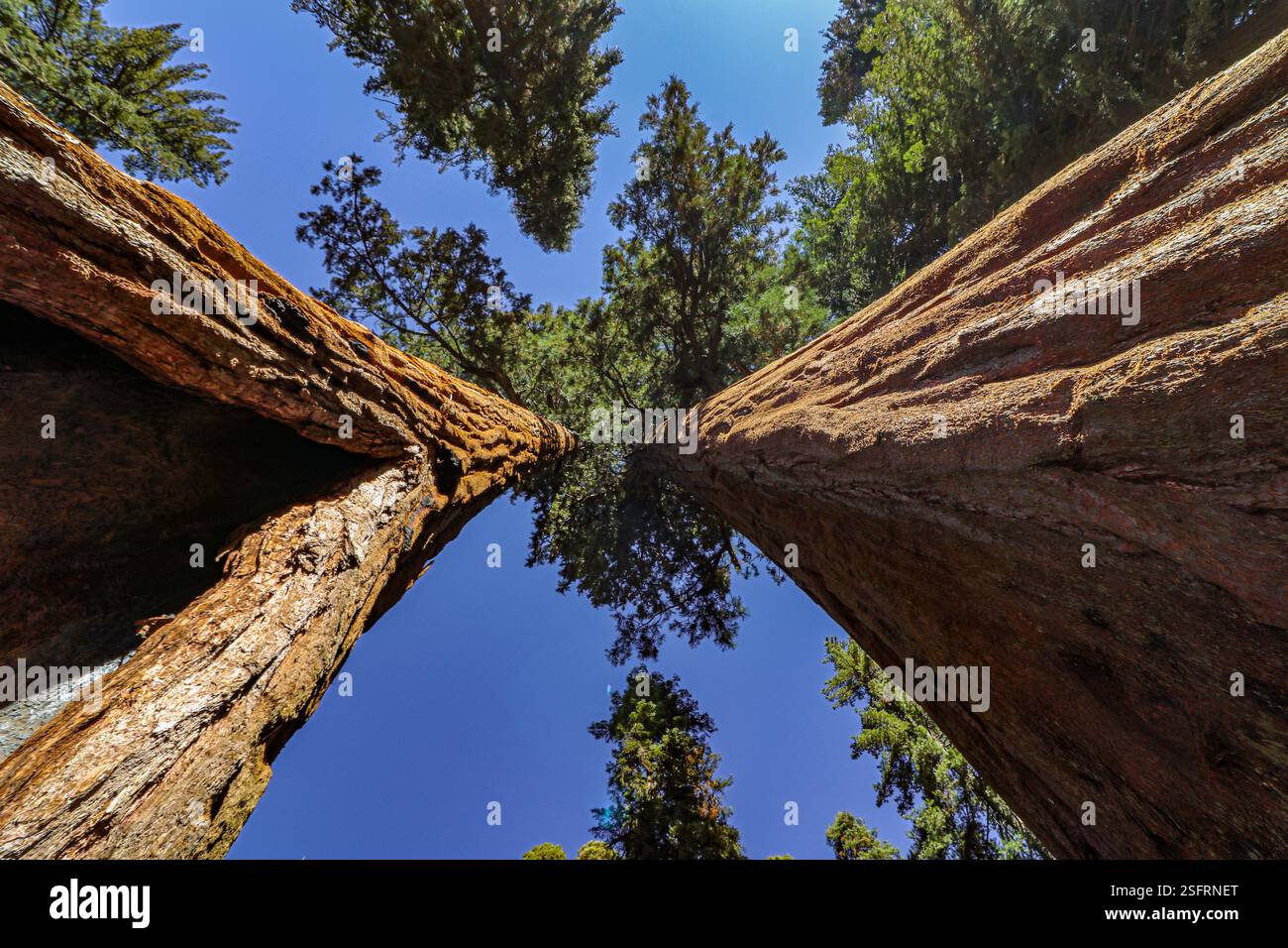 The Majestic Giant Sequoia Towering High and Proudly Amongst the ...