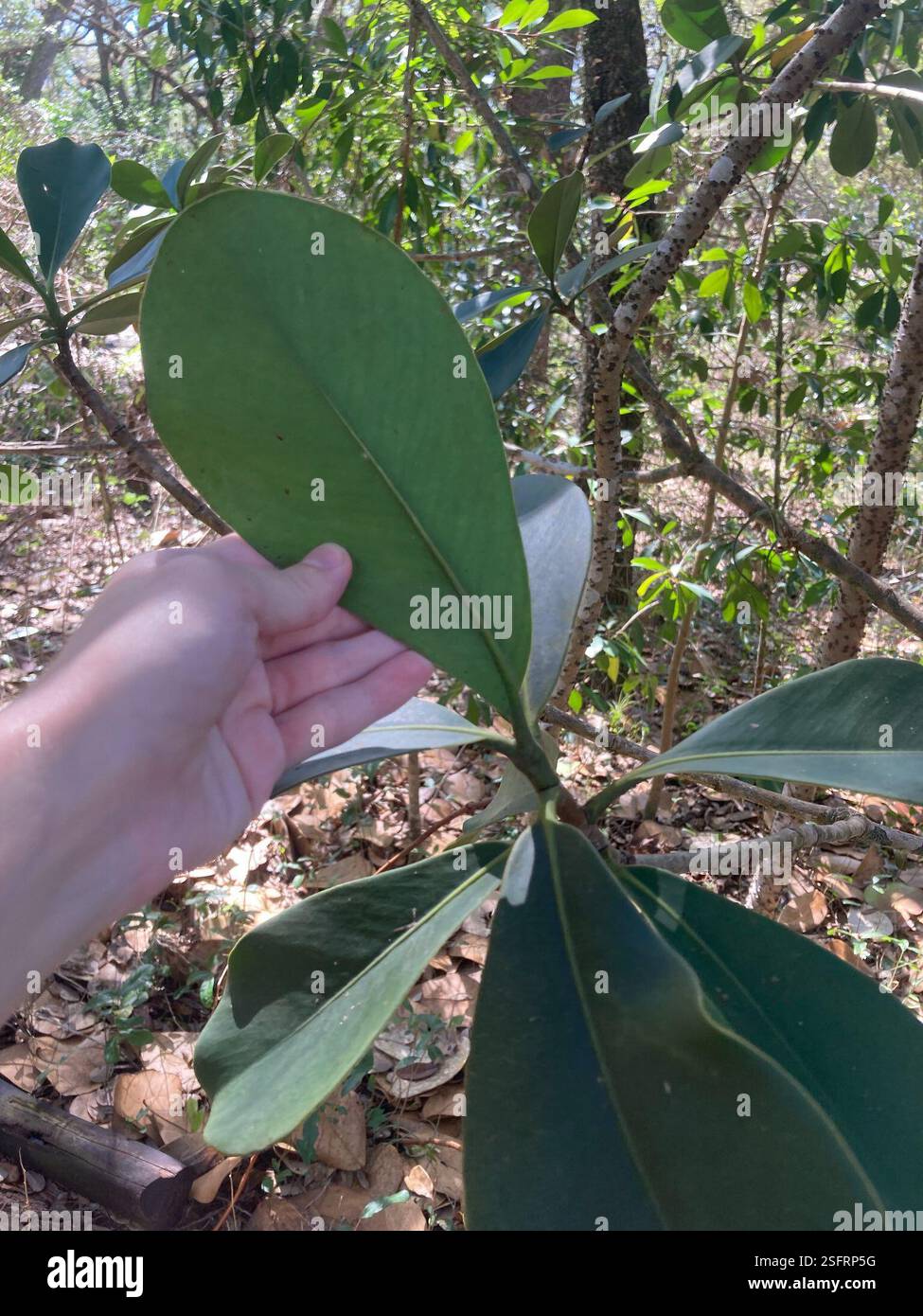 attorney trees (Clusia), Plantae, Tree Tops Park, Davie, FL, US Stock ...