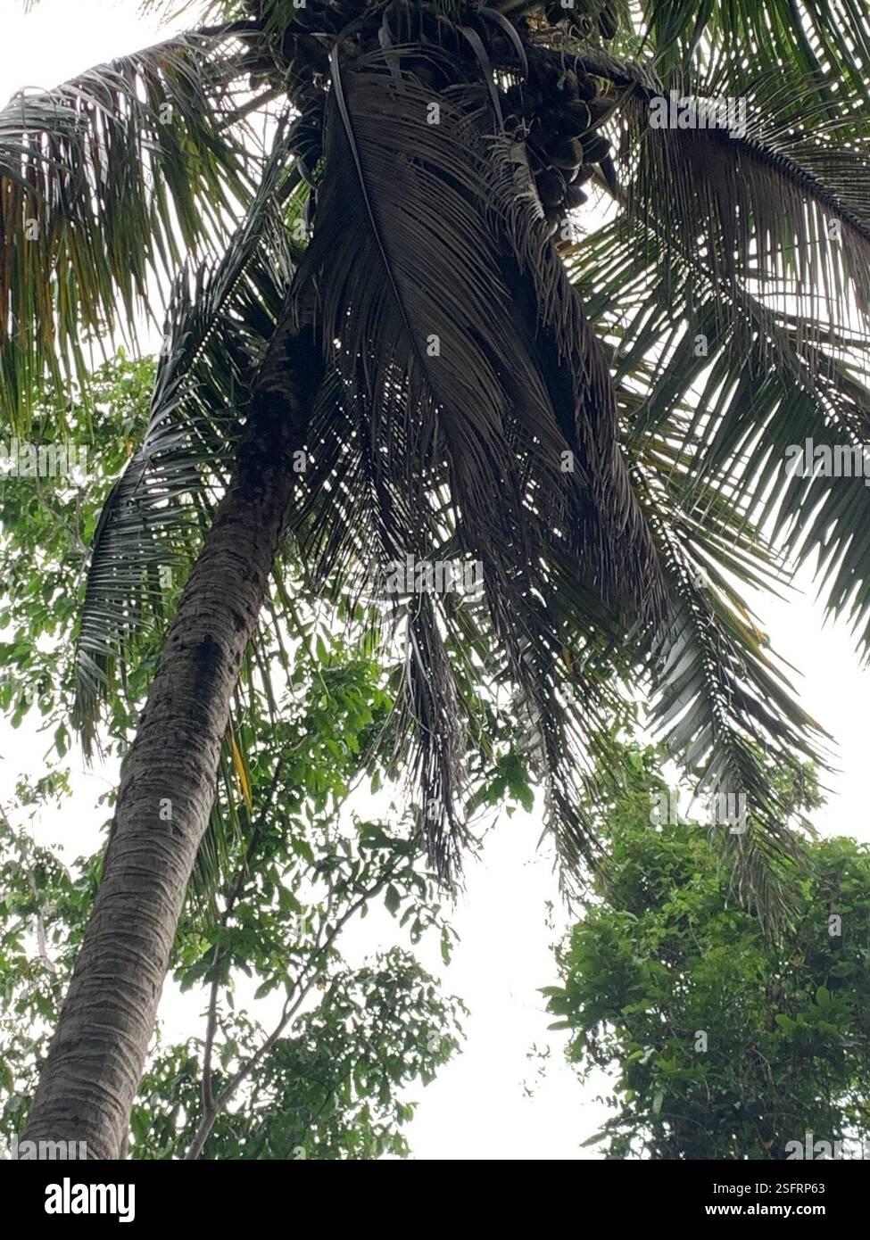 coconut palm (Cocos nucifera), Plantae, Salto El Limón, Santa Barbara ...