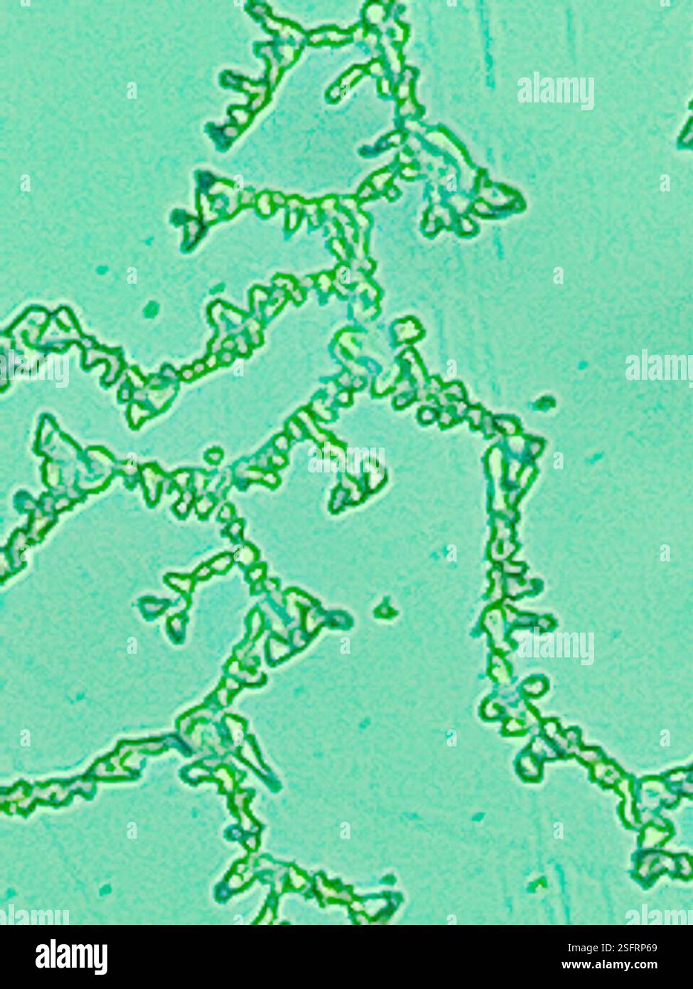 bacteria (Bacteria), , , From a batch of compost tea using decomposed ...