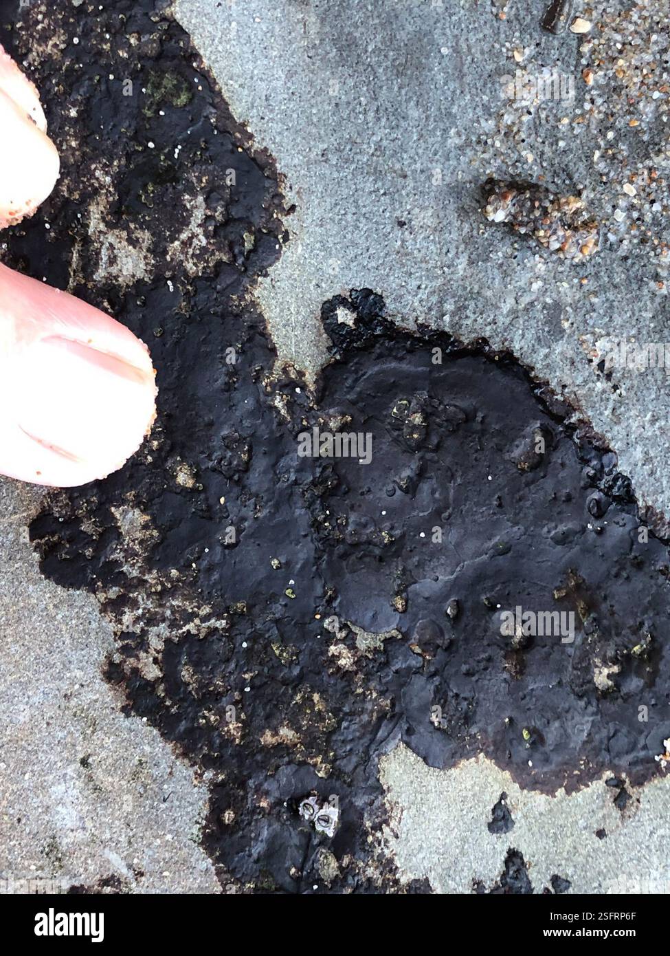 encrusting red algae (Mastocarpus), Plantae, Monterey Bay, Santa Cruz ...