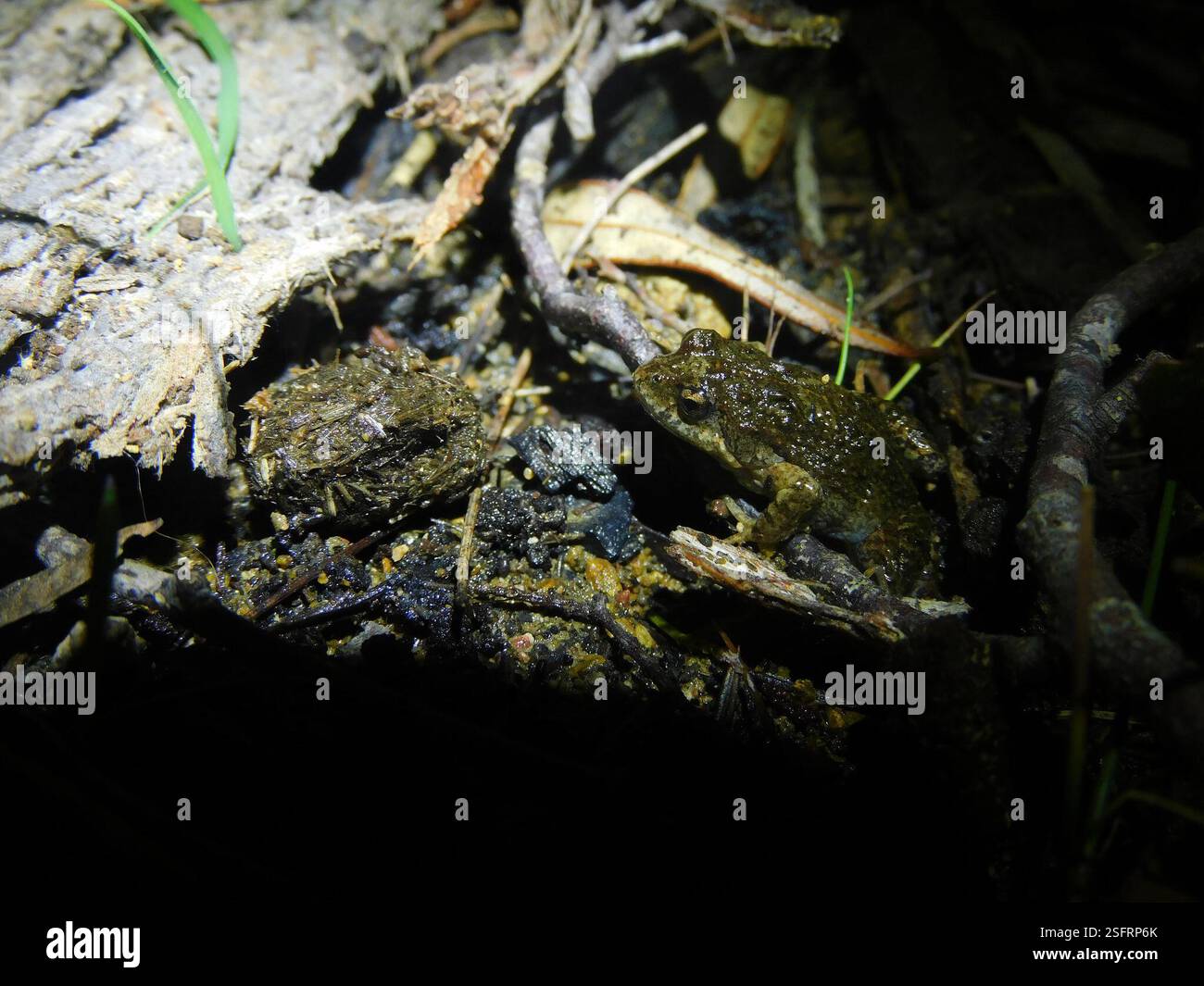 Common Eastern Froglet (Crinia signifera), Amphibia, Hobart TAS ...