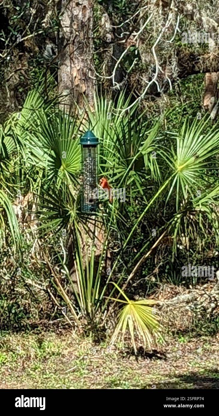 Northern Cardinal (Cardinalis cardinalis), Aves, TEMPLE TERR, FL 33637 ...