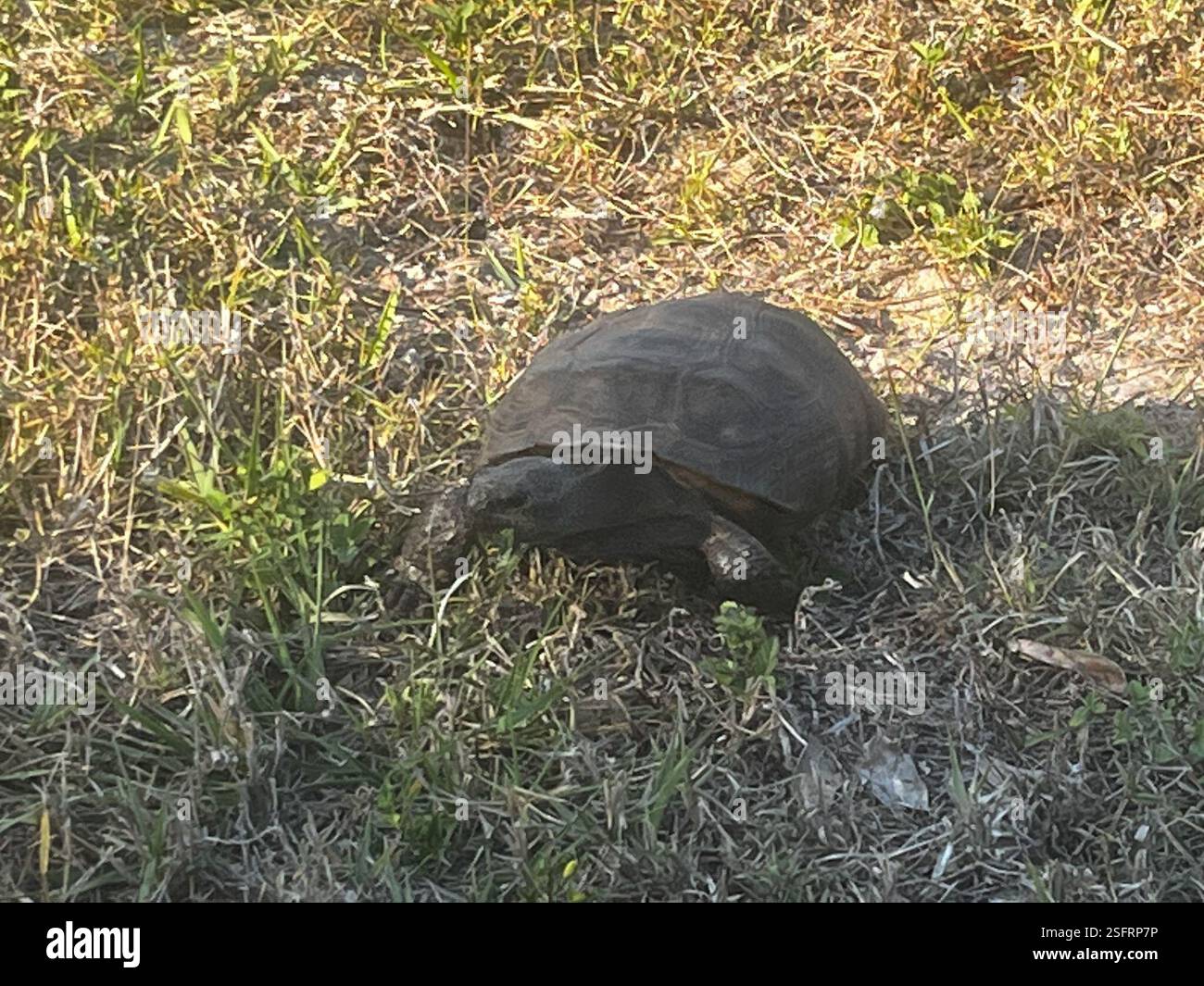 Gopher Tortoise (Gopherus polyphemus), Reptilia, Florida, US Stock ...