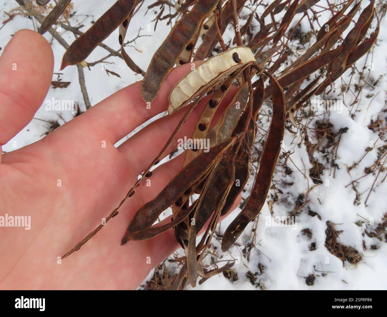 black locust (Robinia pseudoacacia), Plantae, Milwaukee, Wisconsin ...