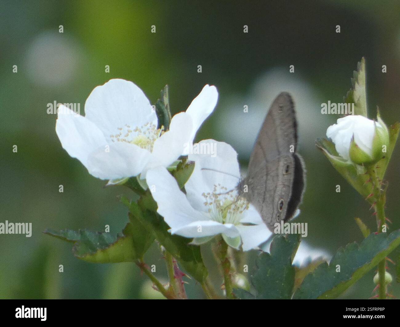 Carolina Satyr (Hermeuptychia sosybius), Insecta, River Rd. Preserve ...