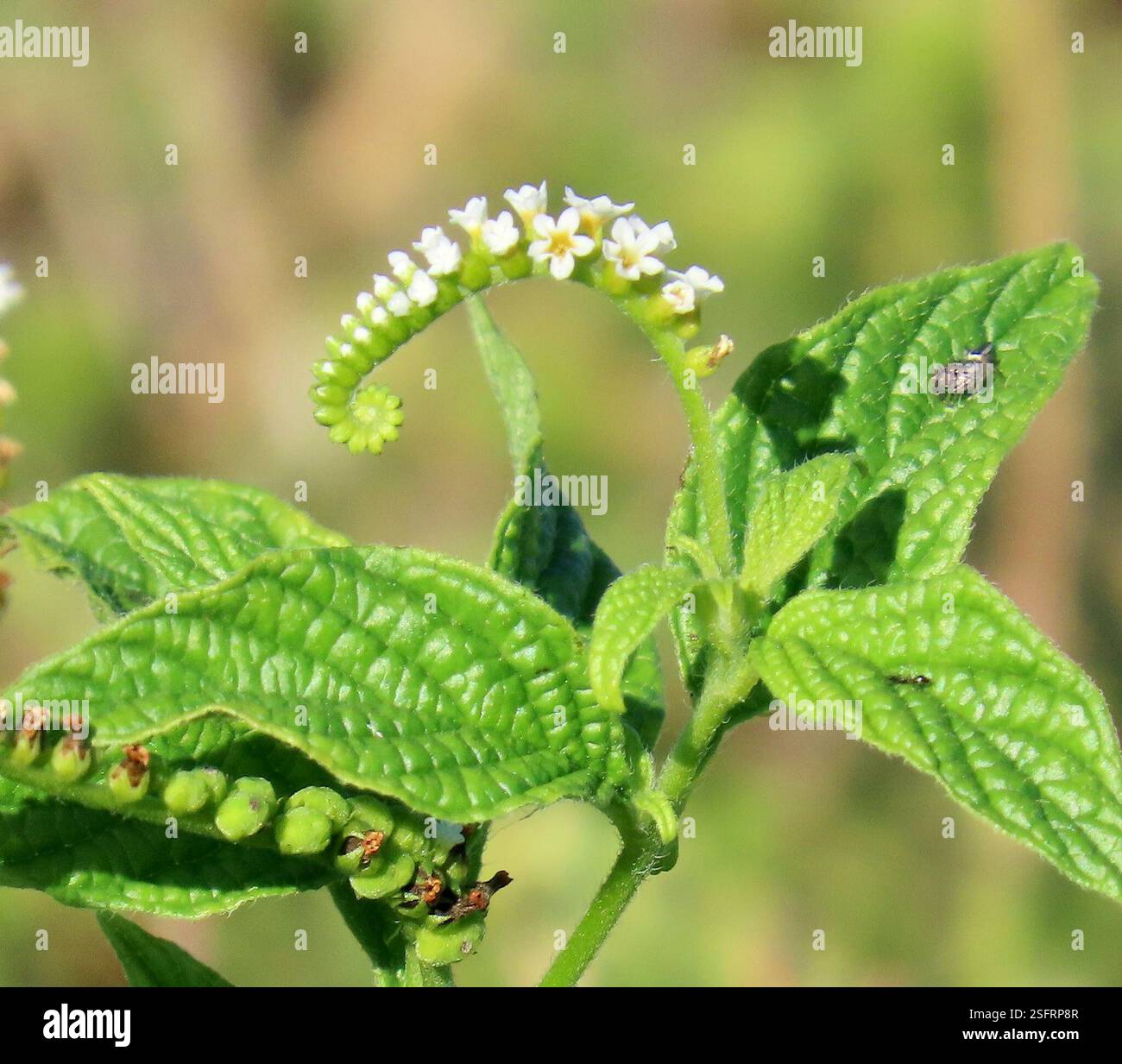 Tropical plants in cayo coco hi-res stock photography and images - Alamy