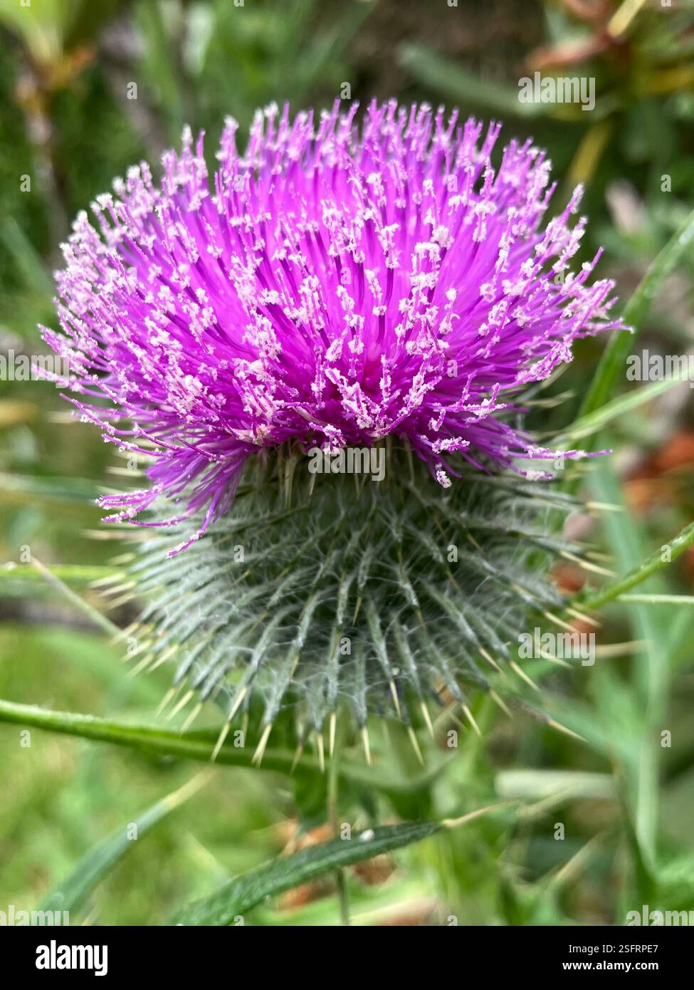 Purple flowers spiky leaves hi-res stock photography and images - Alamy