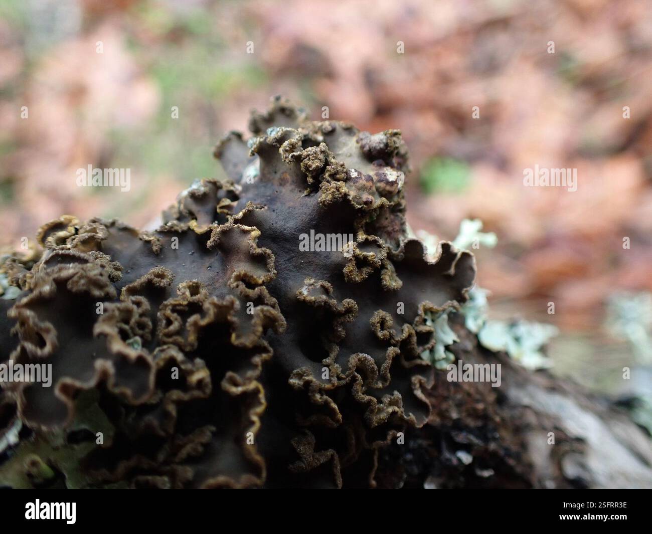 tree pelt lichen (Peltigera collina), Fungi, Colwood, BC, Canada Stock ...