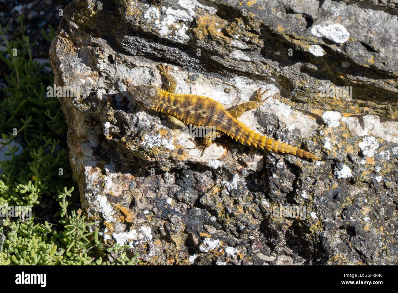 Cape Girdled Lizard (Cordylus cordylus), Reptilia, Front Street, De ...