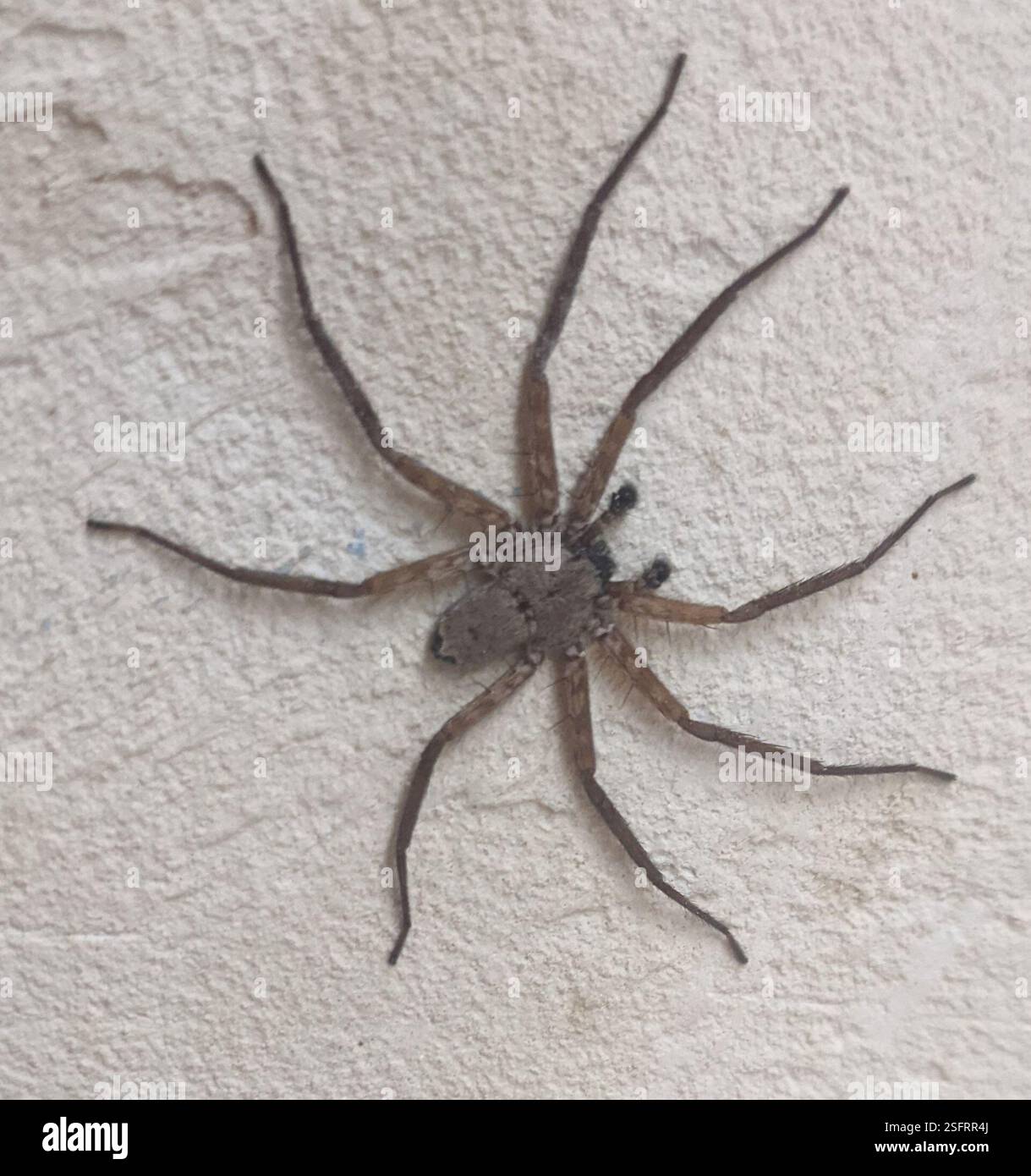 Crescent-eyed Spiders (Selenops), Arachnida, Banes, CU-HO, CU Stock ...