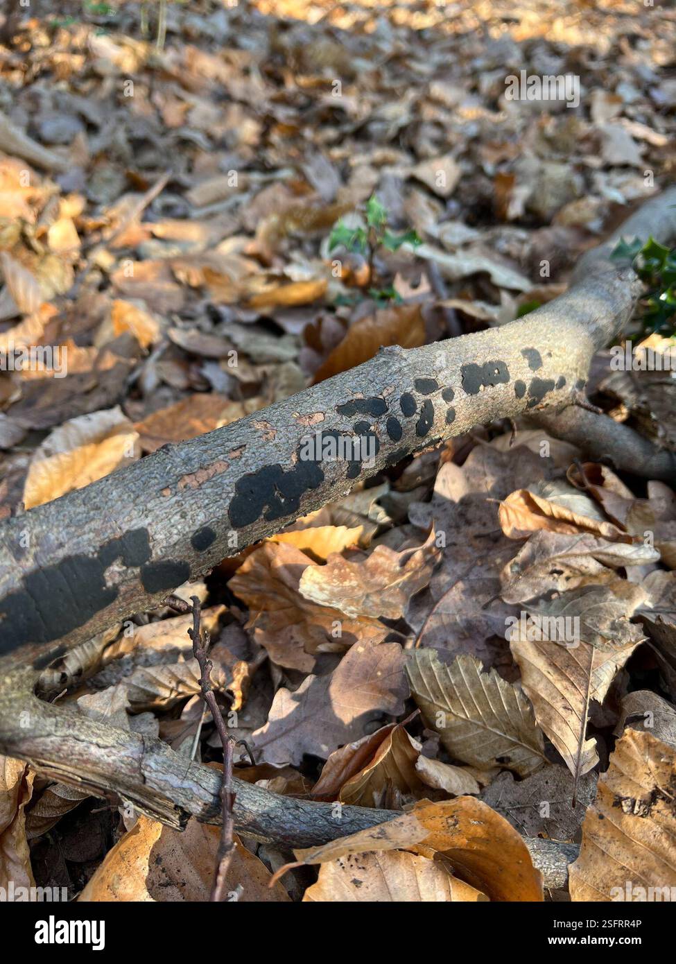 common tarcrust fungus (Diatrype stigma), Fungi, Queenswood Road ...