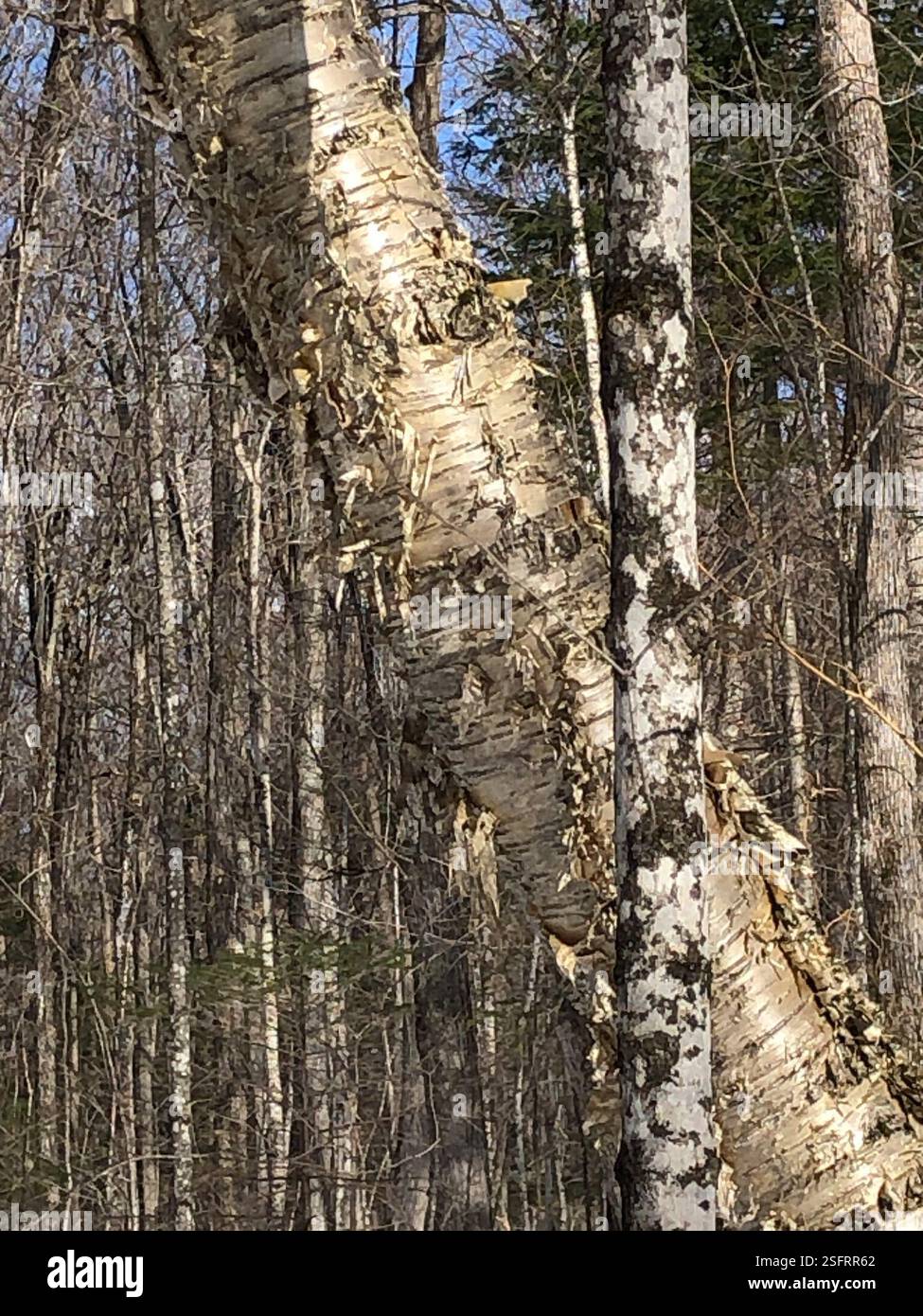 Birch point provincial park hi-res stock photography and images - Alamy