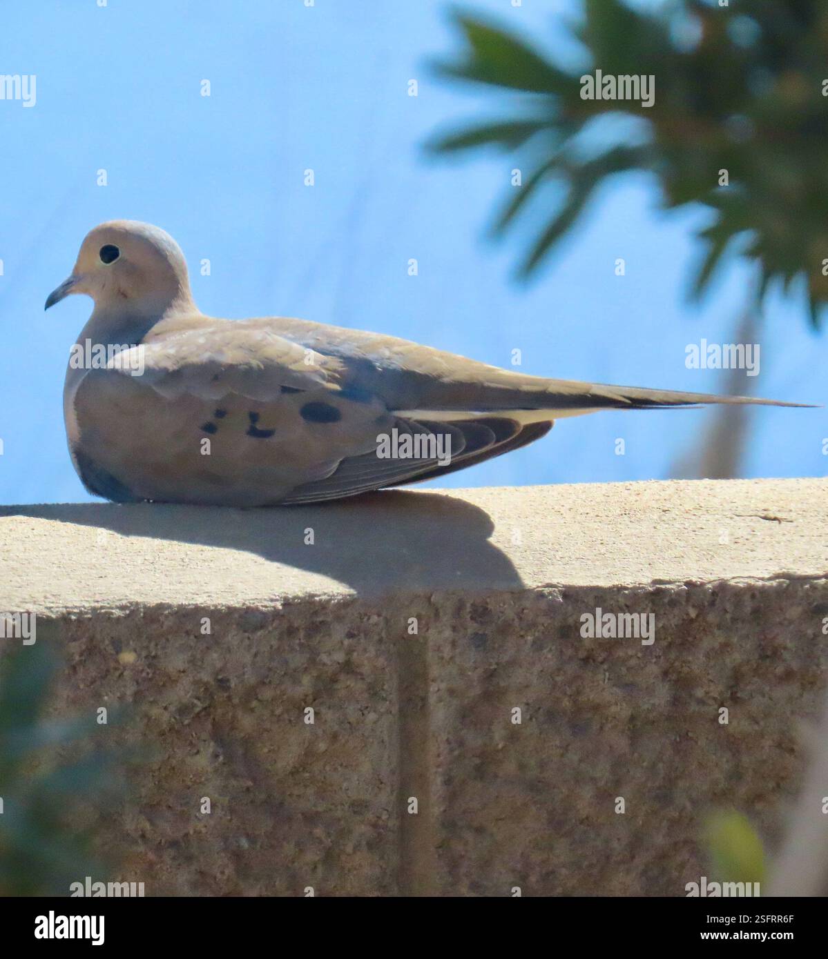 Mourning Dove (Zenaida macroura), Aves, Signal Ct, Palm Desert, CA, US ...