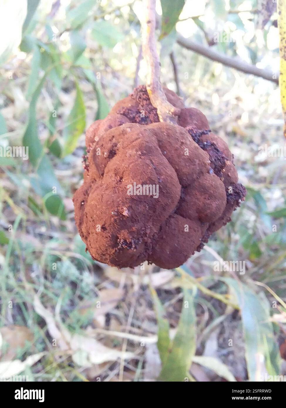 wattle gall rusts (Uromycladium), Fungi, Stop 34A Waverley Ridge Rd ...