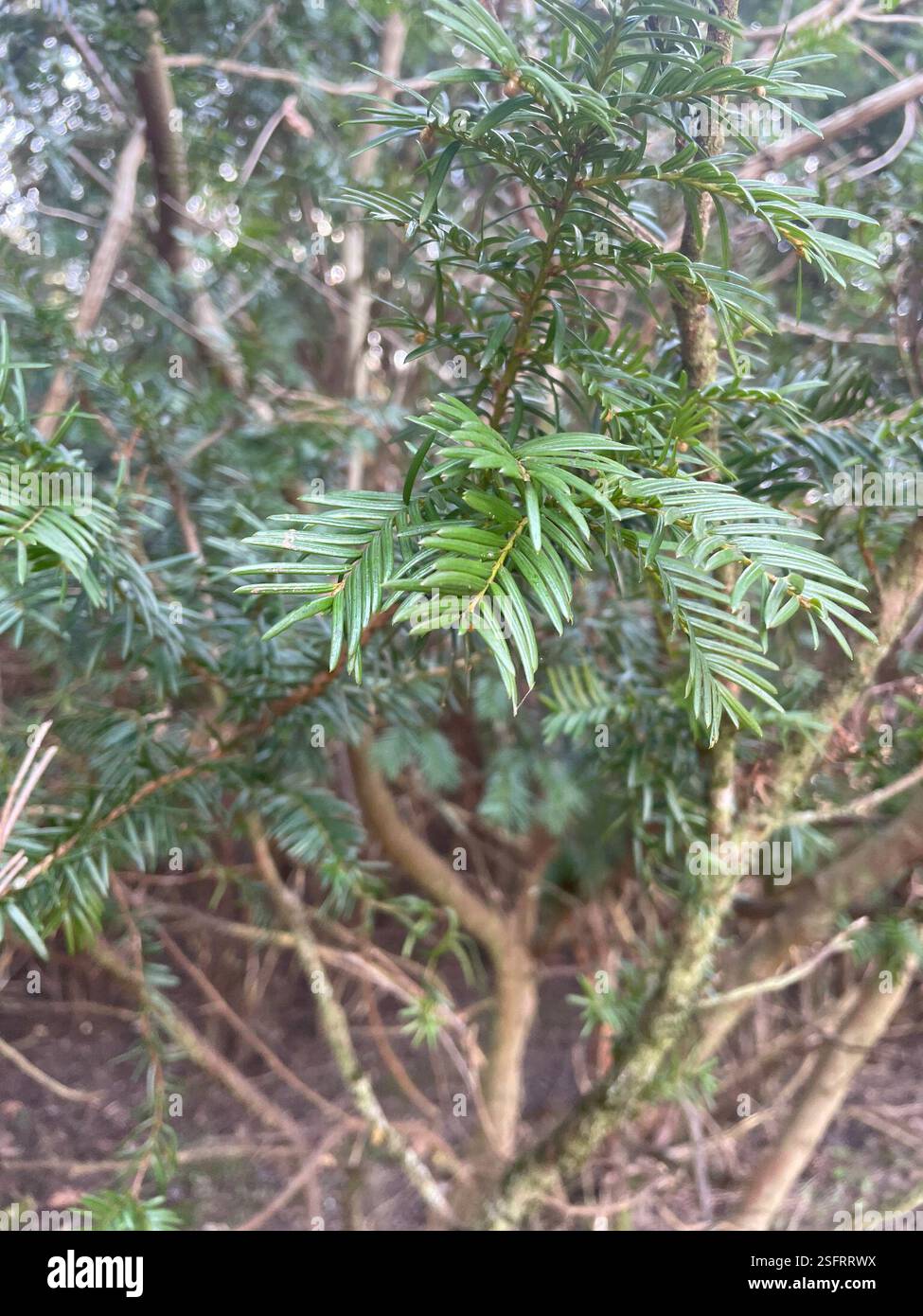 common yew (Taxus baccata), Plantae, John Owings Rd, Westminster, MD ...