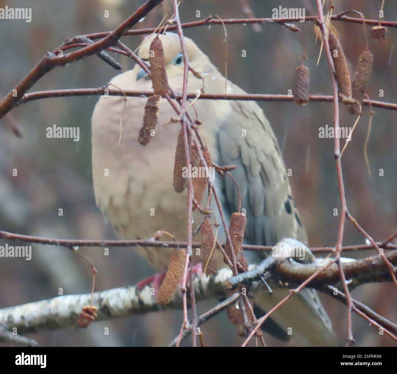 Mourning Dove (Zenaida macroura), Aves, Country Park Rd, Salinas, CA ...