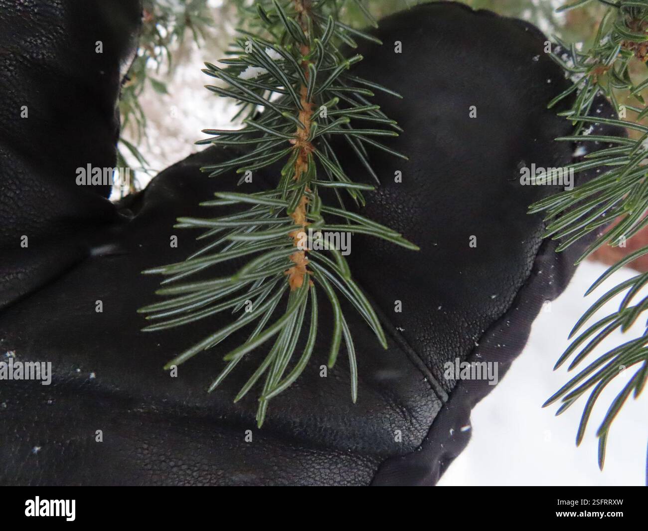 Engelmann spruce (Picea engelmannii), Plantae, Summit, Colorado, United ...