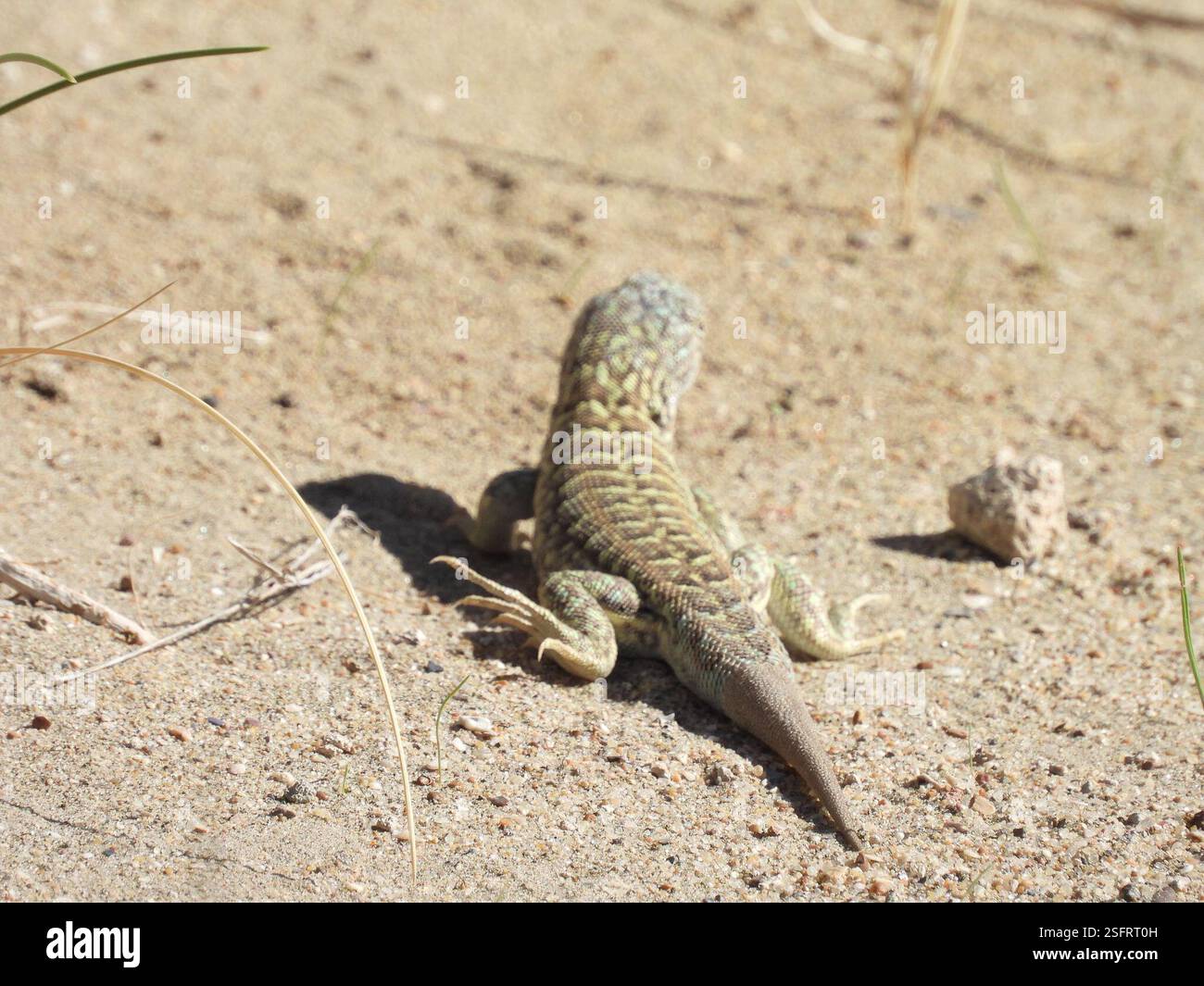 Black-faced Smooth-throated Lizard (Liolaemus melanops), Reptilia ...