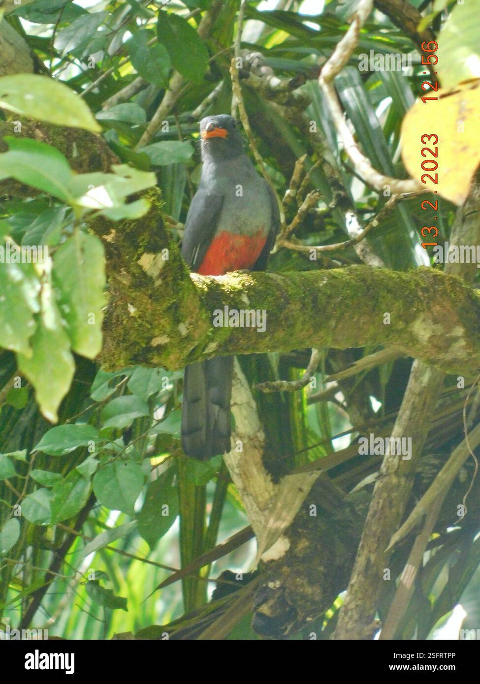 Slaty-tailed Trogon (Trogon massena), Aves, Provincia de Alajuela, Los ...