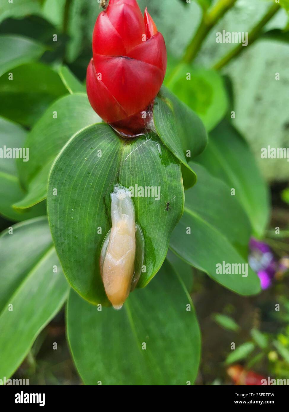 Gastropods (Gastropoda), Mollusca, Santa Theresa, Bagamanoc ...