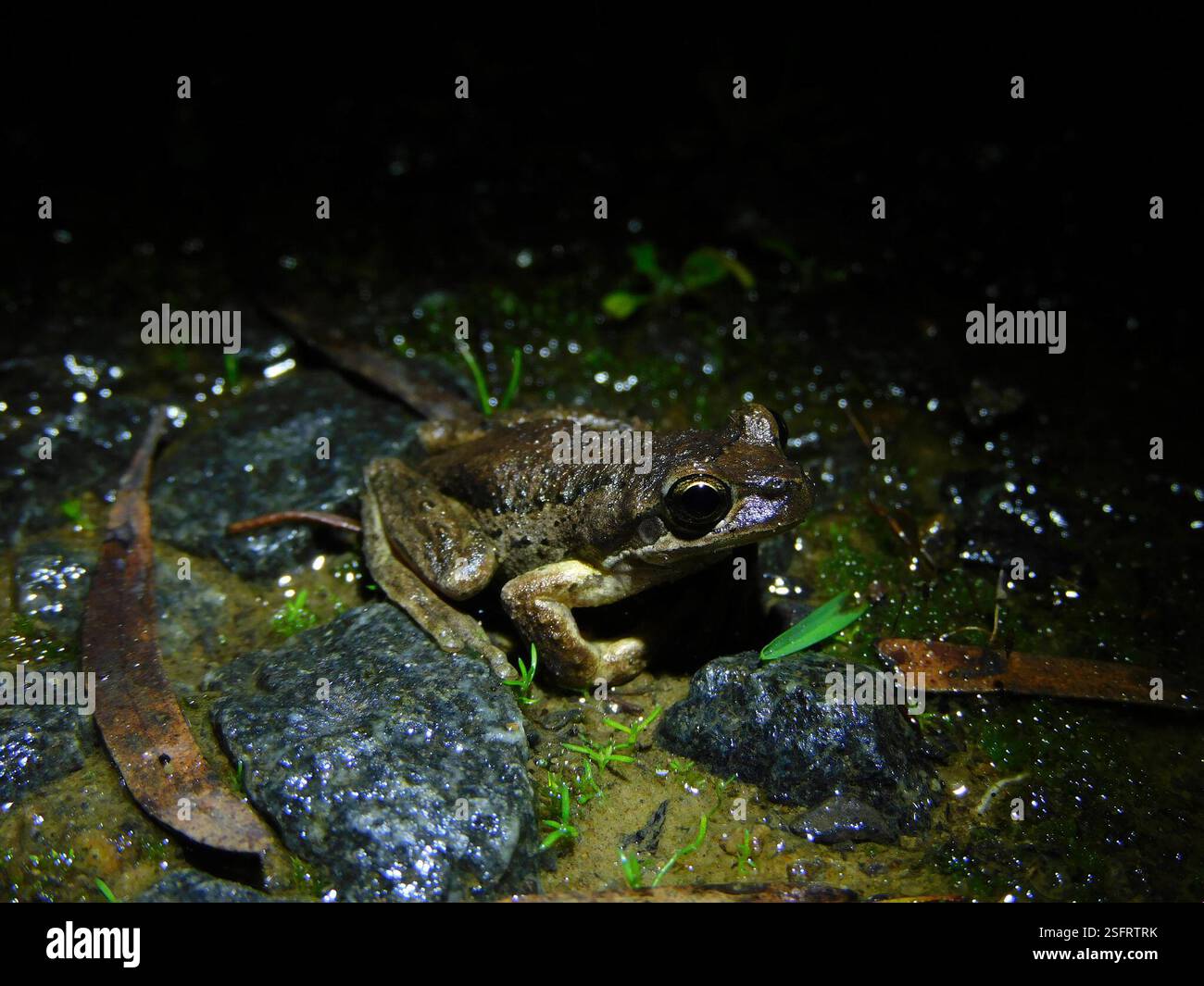 Brown Tree Frog (Litoria ewingii), Amphibia, Hobart TAS, Australia ...