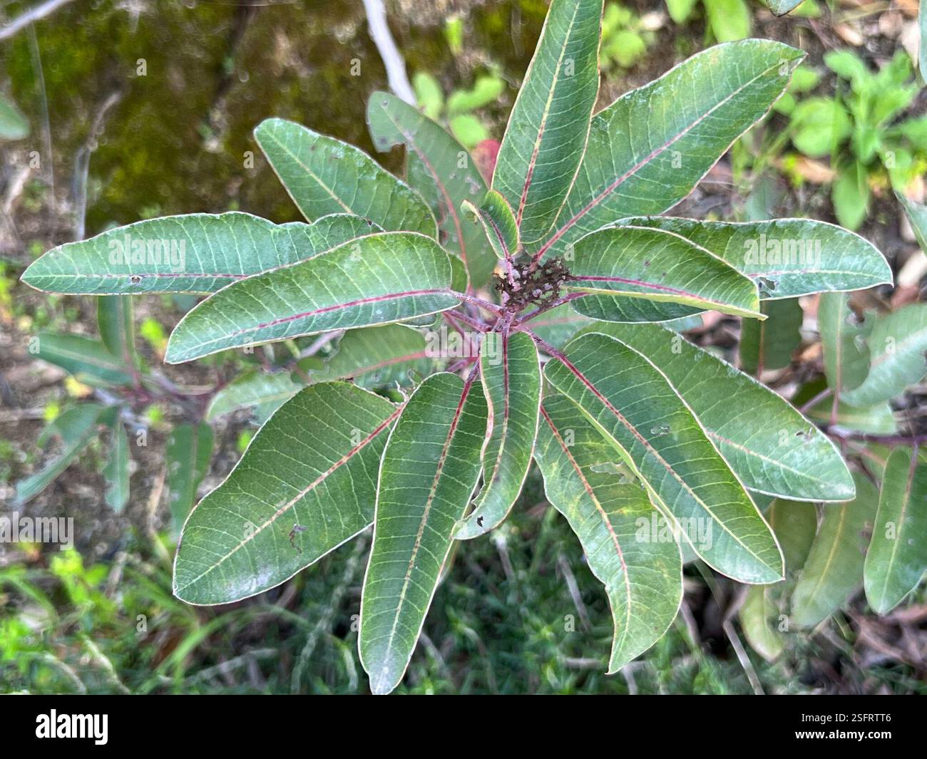 laurel sumac (Malosma laurina), Plantae, La Cañada Flintridge, CA, US ...