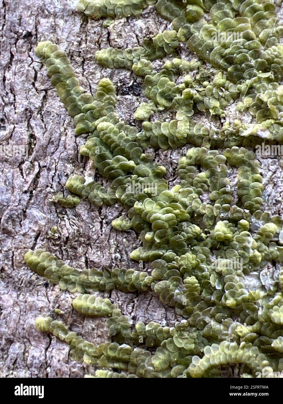 Flat-leaved Scalewort (Radula complanata), Plantae, Efland, NC, US ...