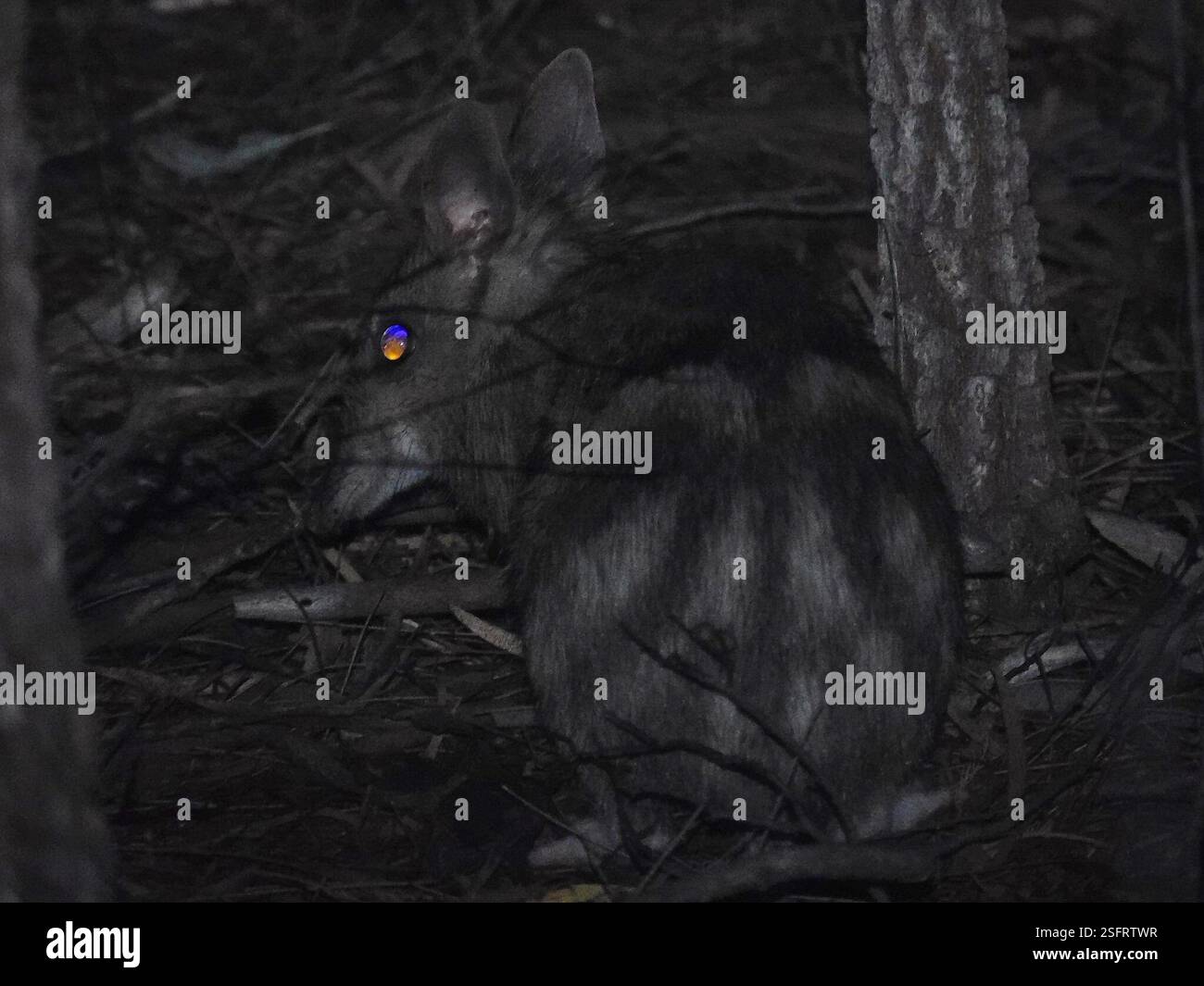 Eastern Barred Bandicoot (Perameles gunnii), Mammalia, Hobart TAS ...