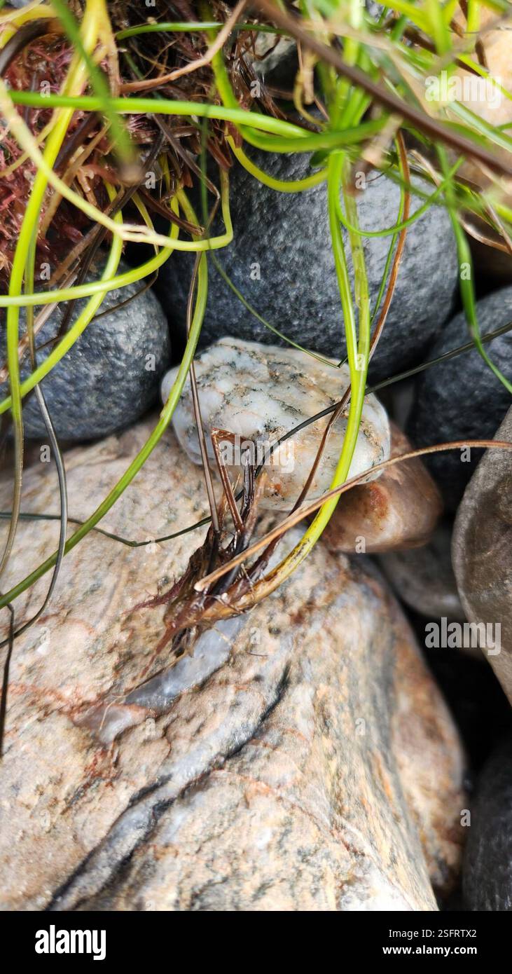 Torrey's Surfgrass (Phyllospadix torreyi), Plantae, Dana Point, Dana ...
