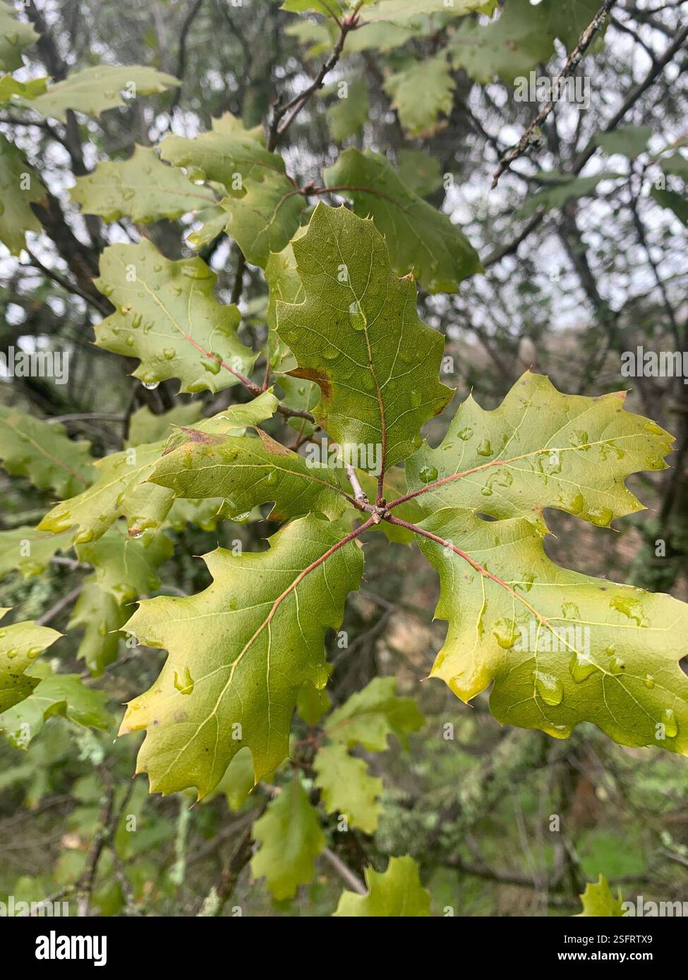 Oracle Oak (Quercus × morehus), Plantae, Beale Afb, CA, US, Oracle oak ...