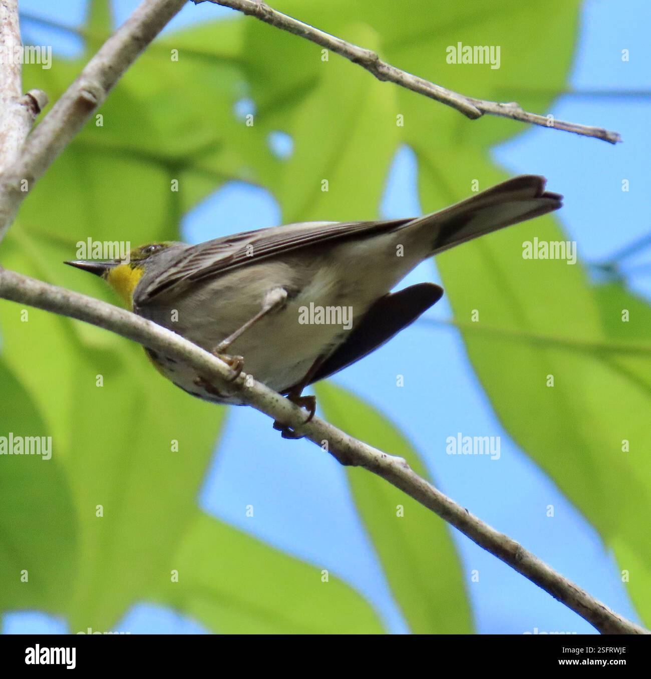 Yellow-throated Warbler (Setophaga dominica), Aves, Carretera Central ...