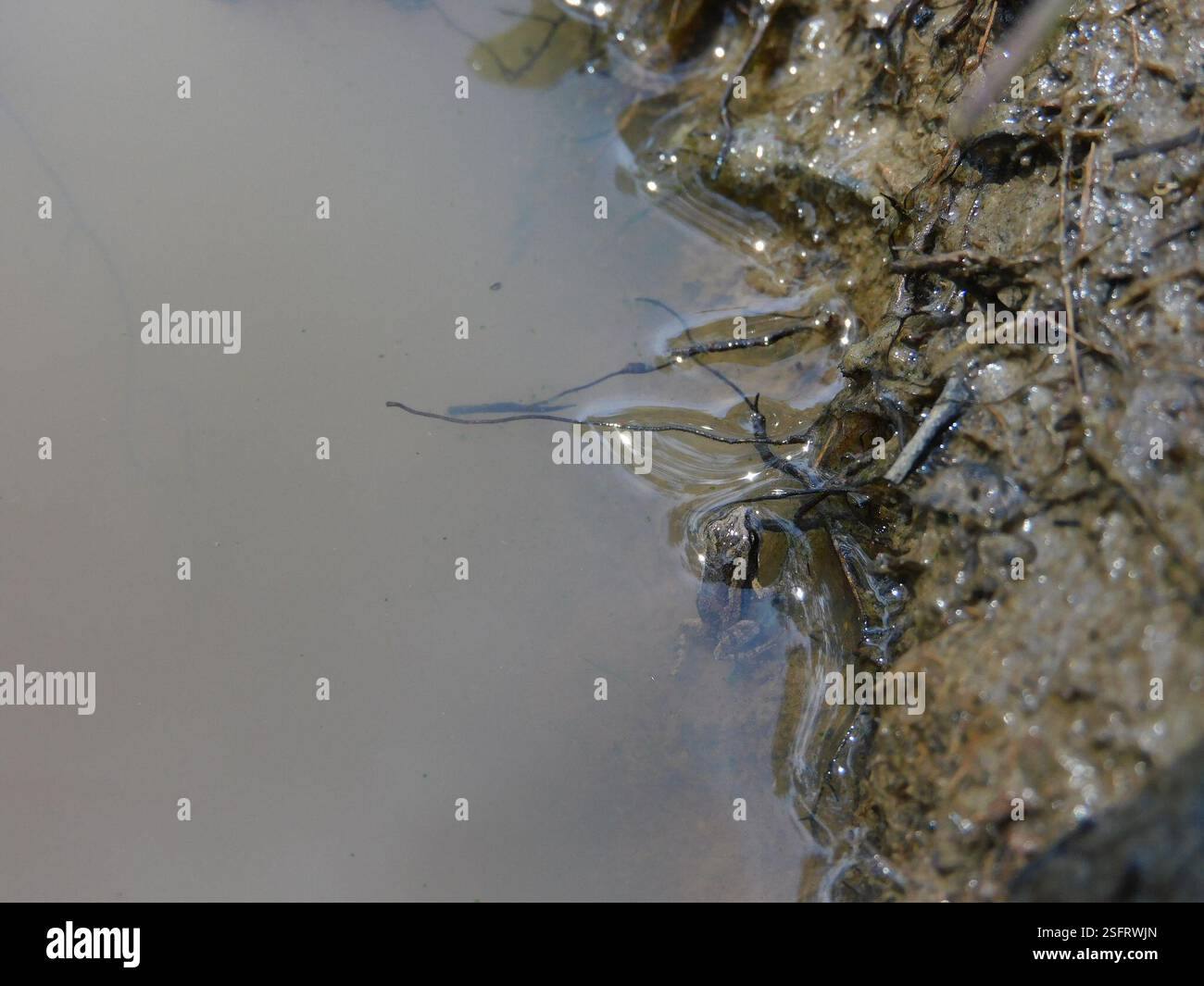 Common Eastern Froglet (Crinia signifera), Amphibia, Hobart TAS ...