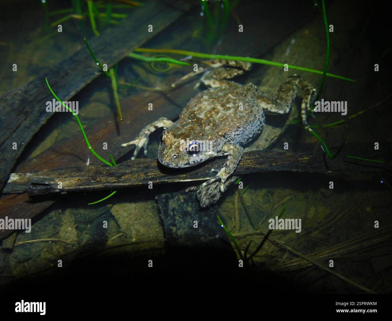Common Eastern Froglet (Crinia signifera), Amphibia, Hobart TAS ...