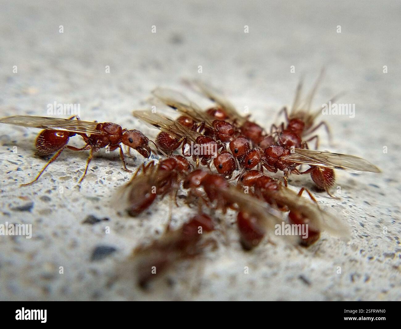 Typical American Harvester Ants (Pogonomyrmex), Insecta, California ...