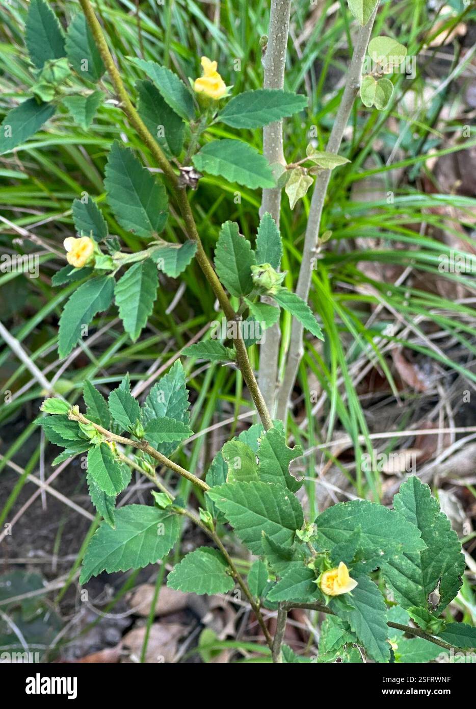 Cuban jute (Sida rhombifolia), Plantae, Cabrits National Park, Dominica ...